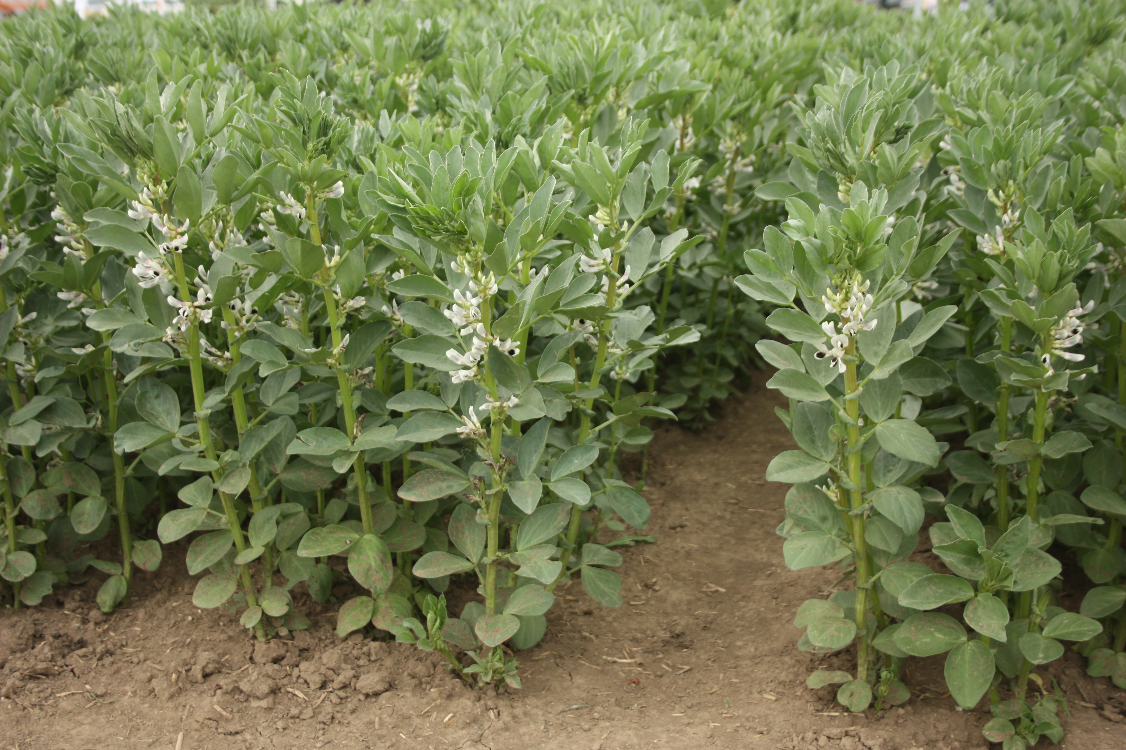 Osivo luskovin | SEED SERVICE s.r.o.