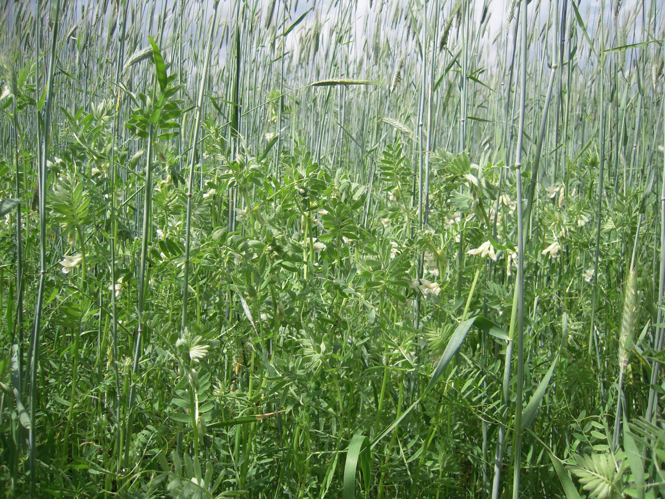 Osivo luskovin | SEED SERVICE s.r.o.