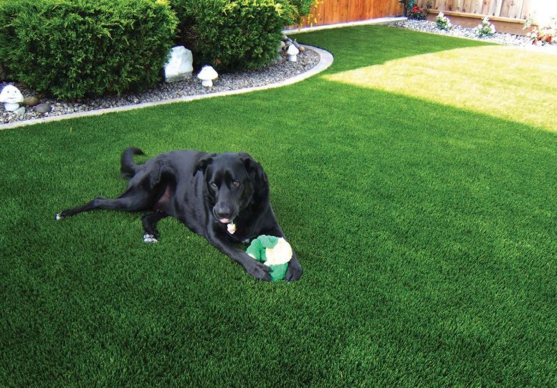 Voľba vhodného typu trávnika | SEED SERVICE s.r.o.