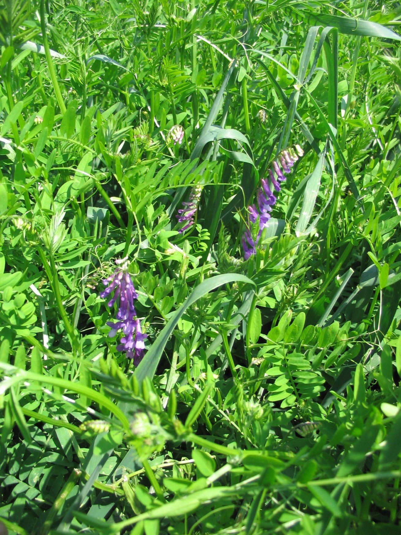 Vikev setá - jarní | SEED SERVICE s.r.o.