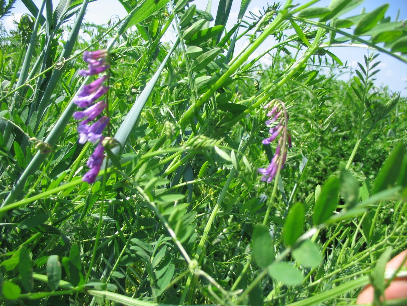 Vikev setá - jarní | SEED SERVICE s.r.o.